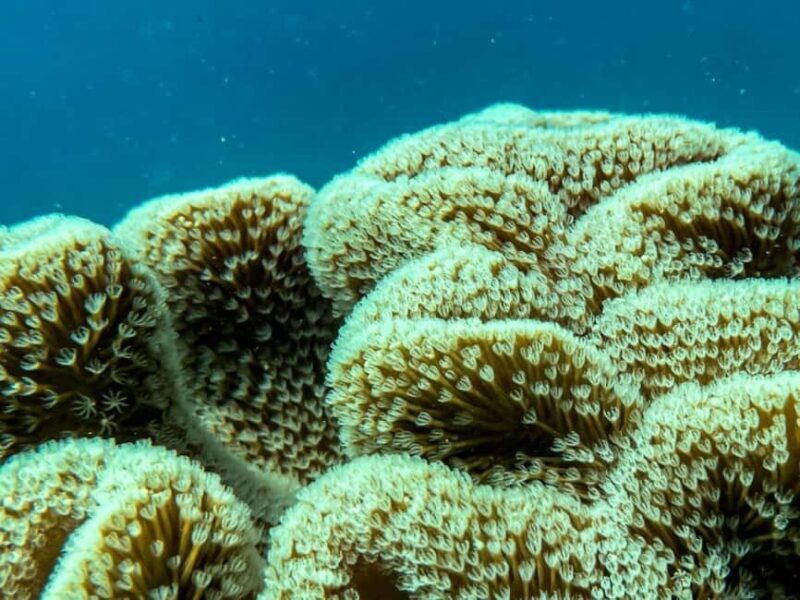Airlie Beach: Glass-Bottom Boat Tour - The Real-World Experience: Reviews and Authentic Perspectives