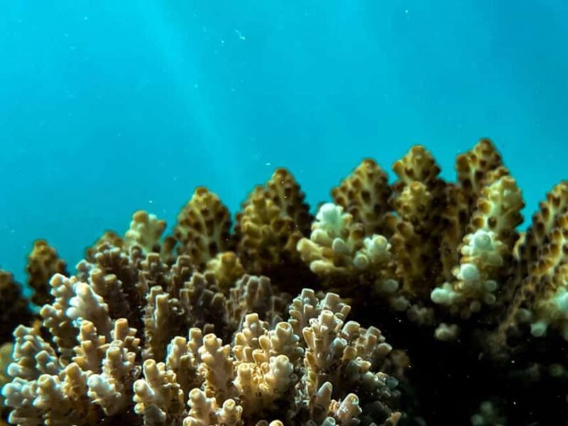 Airlie Beach: Glass-Bottom Boat Tour - Practical Details: What You Need to Know