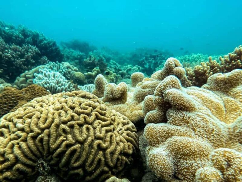 Airlie Beach: Glass-Bottom Boat Tour - Final Thoughts: Is It Worth It?