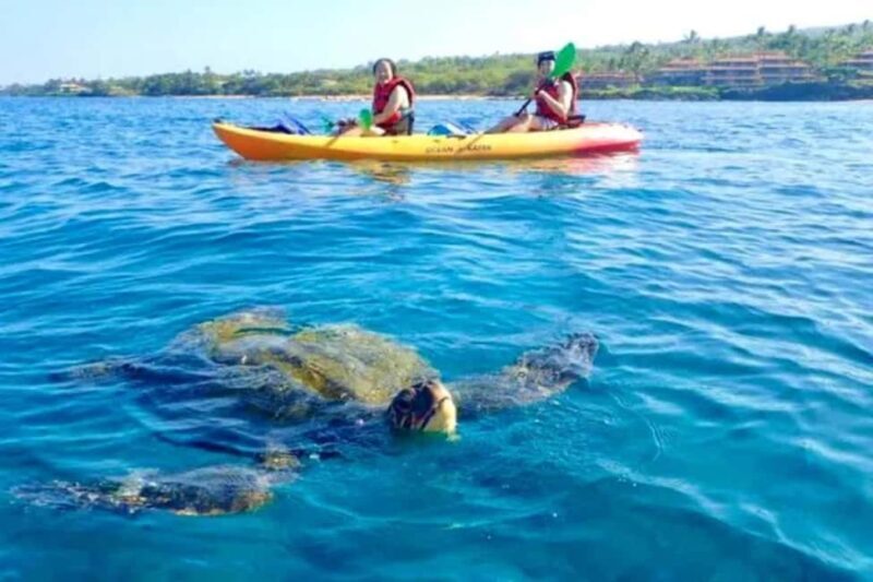 Airlie Beach: Half Day Turtle Tour Sea Kayaking Adventure - An Authentic Look at a Popular Airlie Beach Experience