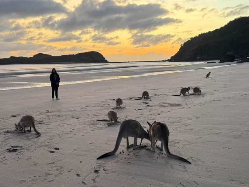 Airlie Beach: Kangaroos on the Beach at Dawn - Why This Tour Offers Real Value
