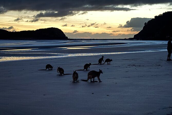 Airlie Beach: Kangaroos on the beach at dawn. - Introducing the Airlie Beach: Kangaroos on the Beach at Dawn Tour