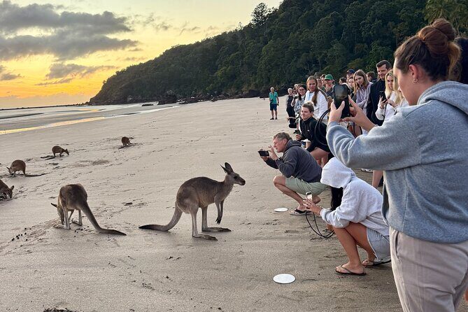 Airlie Beach: Kangaroos on the beach at dawn. - Key Points