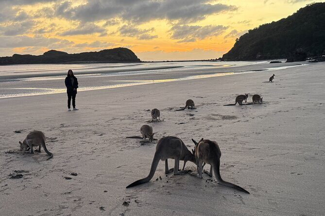 Airlie Beach: Kangaroos on the beach at dawn. - Authentic Experiences and Real Traveler Feedback