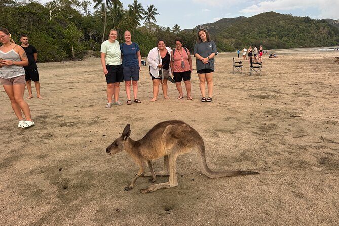 Airlie Beach: Kangaroos on the beach at dawn. - Final Thoughts