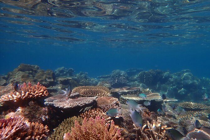 Airlie Beach- Private full day catered & crewed yacht charter - The Highlights of the Day