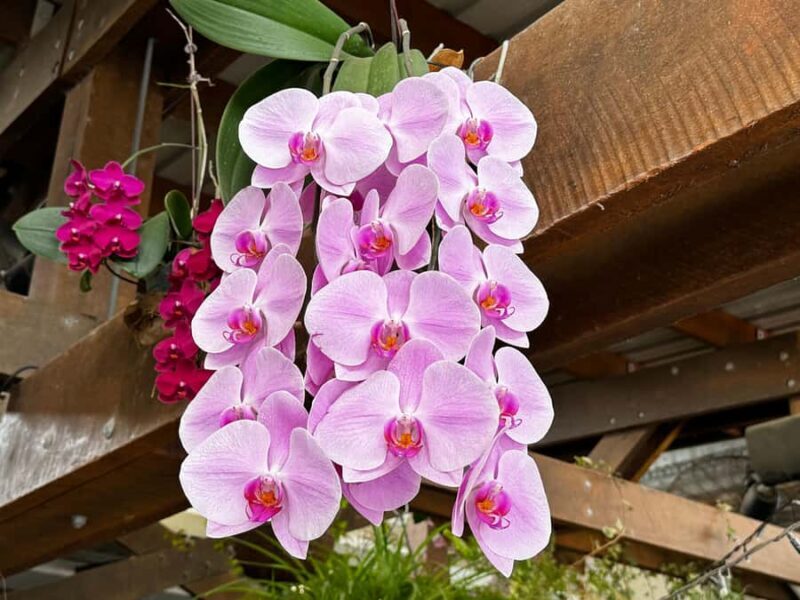 Airlie Beach: Sightseeing Bus Tour - Cedar Creek Falls: Nature’s Hidden Treasure