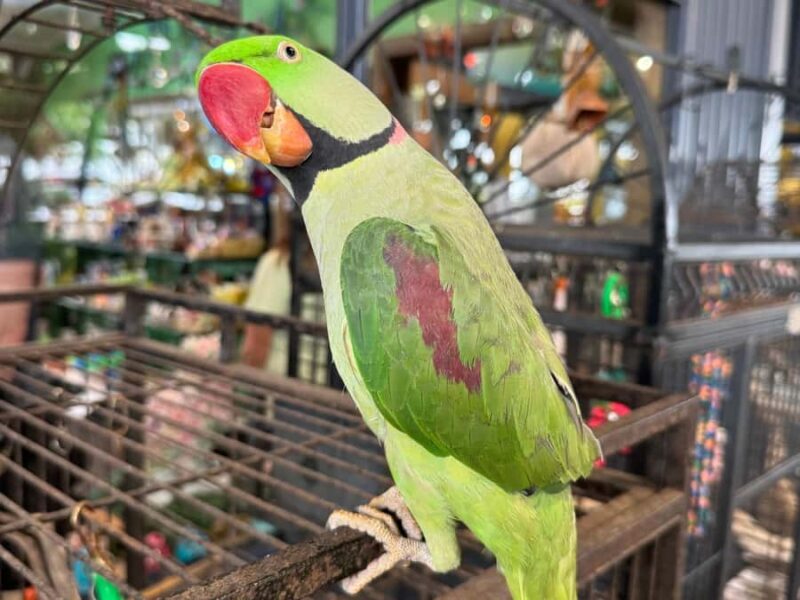 Airlie Beach: Sightseeing Bus Tour - Scenic Lookouts and Panoramic Views