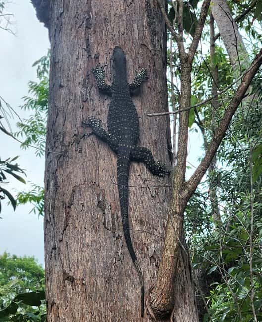 Airlie Beach: Waterfall & Bushwalk Eco Adventure Whitsundays - Who Should Consider This Tour?
