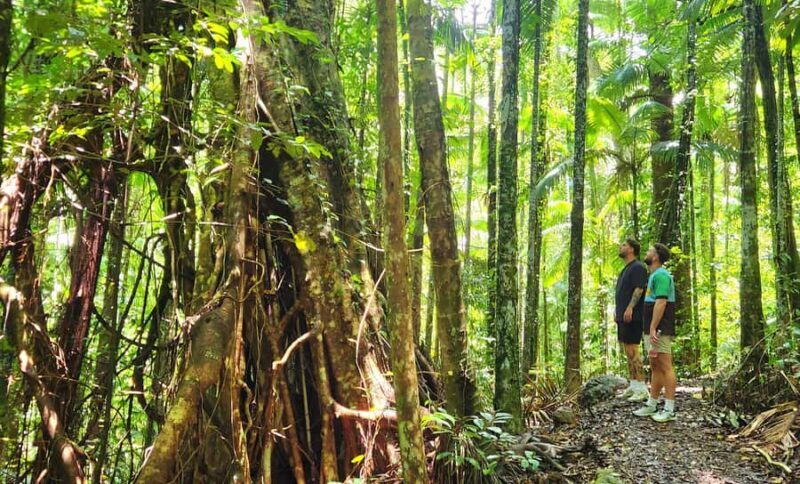 Airlie Beach: Waterfall & Rainforest Bushwalk Eco Adventure - The Guided Walk and Natural Wonders
