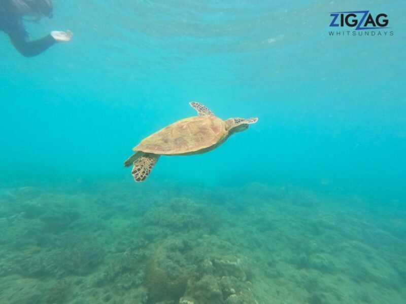 Airlie Beach: Whitehaven Beach Day Tour with Snorkel Option - Frequently Asked Questions (FAQs)