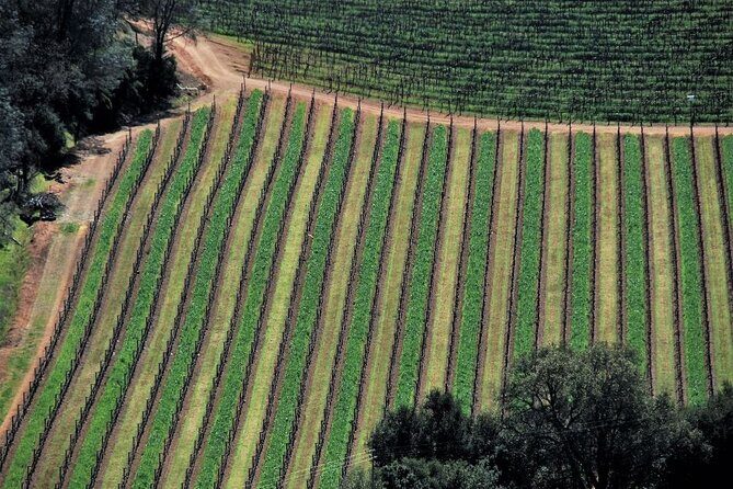Airplane Napa Valley Flight Tour - What Makes This Tour Stand Out?