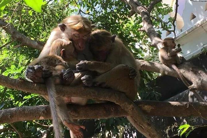 Airport (CMB) to Kandy Private Taxi 24/7 Car, Van. - Who Will Benefit Most?