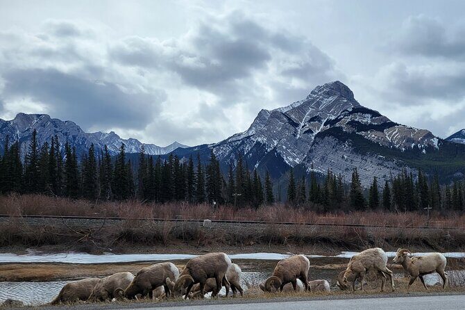 Airport Pickup & Private Tour from Calgary to The Rockies! - Who Will Love This Tour?