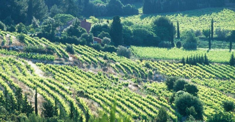 Aix-en-Provence: Half Day Wine Tour in Bandol and Cassis - An Engaging Introduction to Provence’s Wine Country