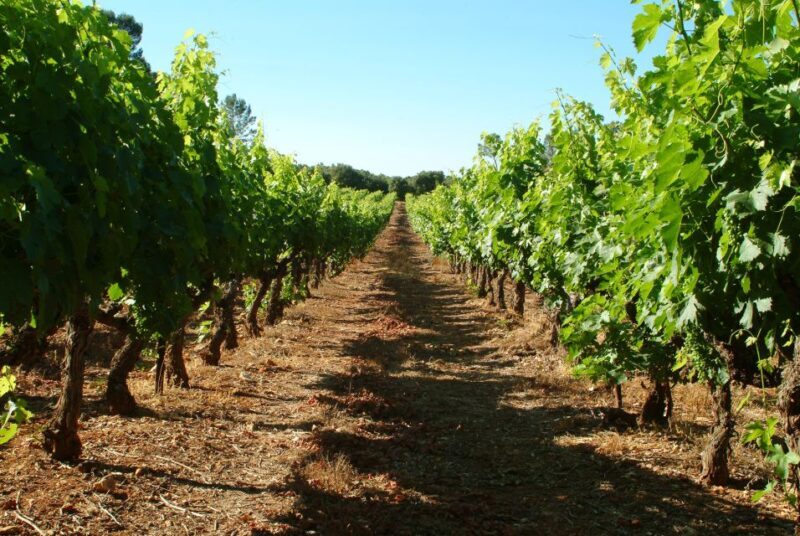 Aix-en-Provence: Half Day Wine Tour in Bandol and Cassis - What’s Included and Why It Matters