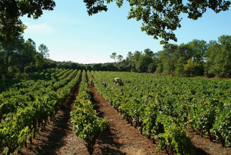 Aix-en-Provence: Half Day Wine Tour in Coteaux d'Aix - Tasting and Learning