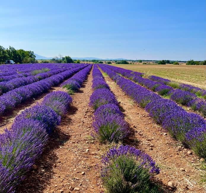 Aix en Provence: Lavender Fields & LOccitane Factory - Key Points