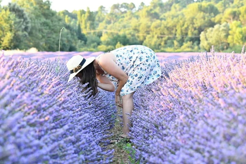 Aix en Provence: Lavender Fields & LOccitane Factory - What’s Included and What’s Not