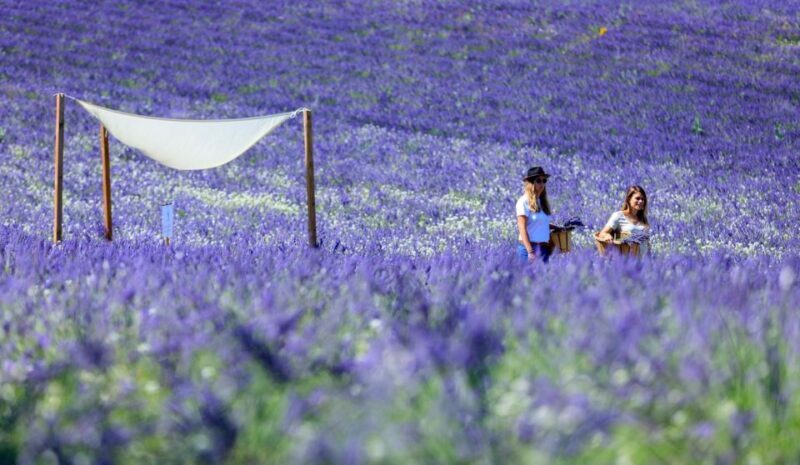 Aix-en-Provence: Lavender Fields Visit - An Overview of What to Expect