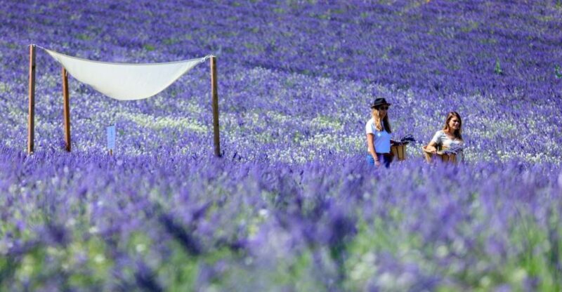 Aix-en-Provence: Lavender Fields Visit - Who Should Take This Tour?