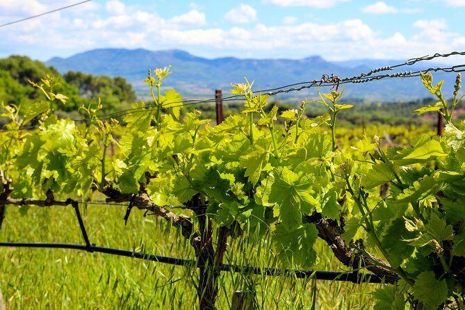 Aix-en-Provence - Mt Sainte Victoire wines in search of Cézanne - Key Points