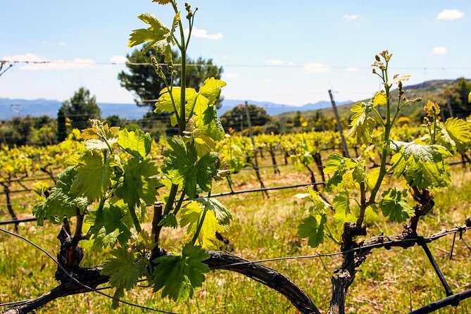 Aix-en-Provence - Mt Sainte Victoire wines in search of Cézanne - Frequently Asked Questions