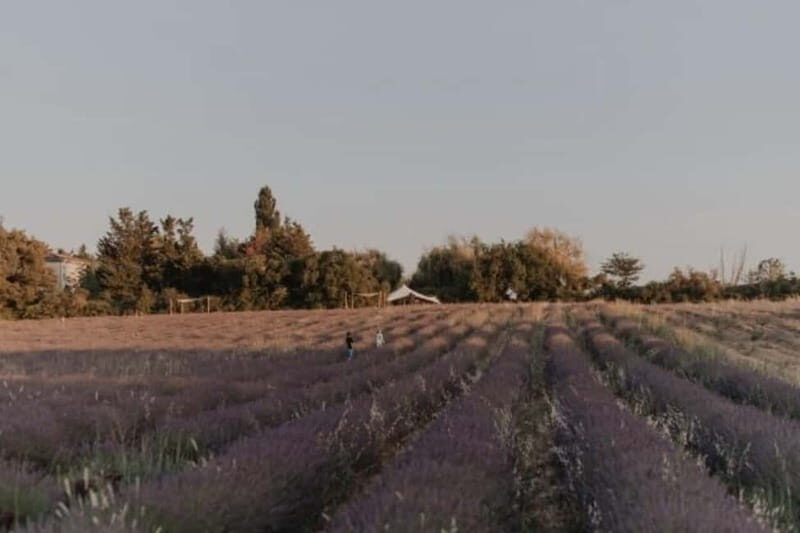 Aix-en-Provence: Visit to a lavender field + snacks - What the Experience Means for Travelers