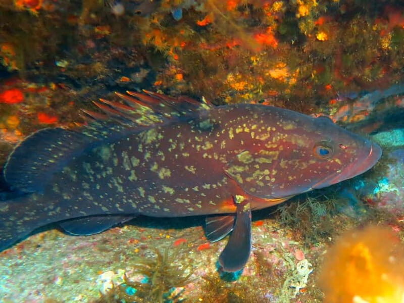 Ajaccio: Beginner's Scuba Dive with Experienced Instructor - Exploring Ajaccio’s Beginners Scuba Dive with a Local Twist