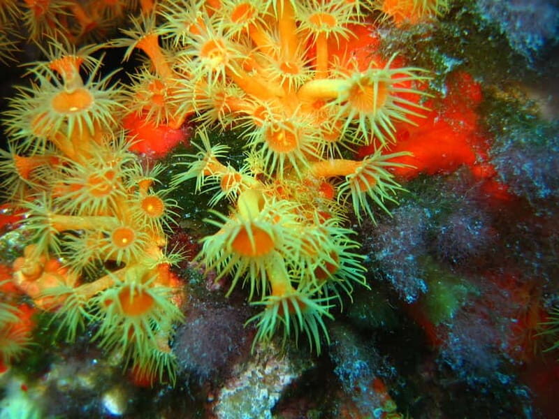 Ajaccio: Beginner's Scuba Dive with Experienced Instructor - Who Should Consider This Experience?
