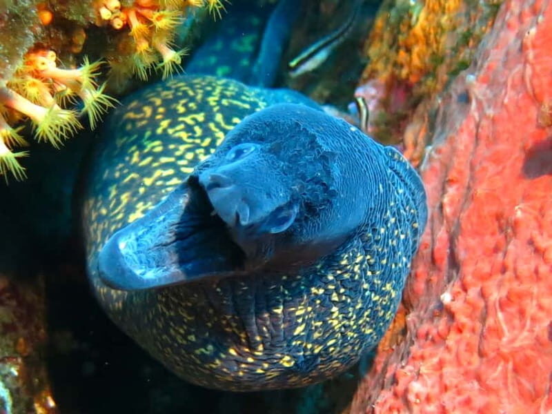 Ajaccio: Beginner's Scuba Dive with Experienced Instructor - Frequently Asked Questions
