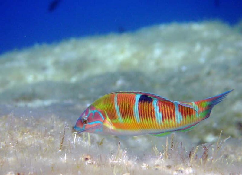 Ajaccio: Beginner's Scuba Dive with Experienced Instructor - In The Sum Up: A Worthwhile Corsican Underwater Intro