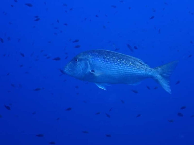 Ajaccio: Boat Cruise with Snorkeling - An Introduction to the Experience