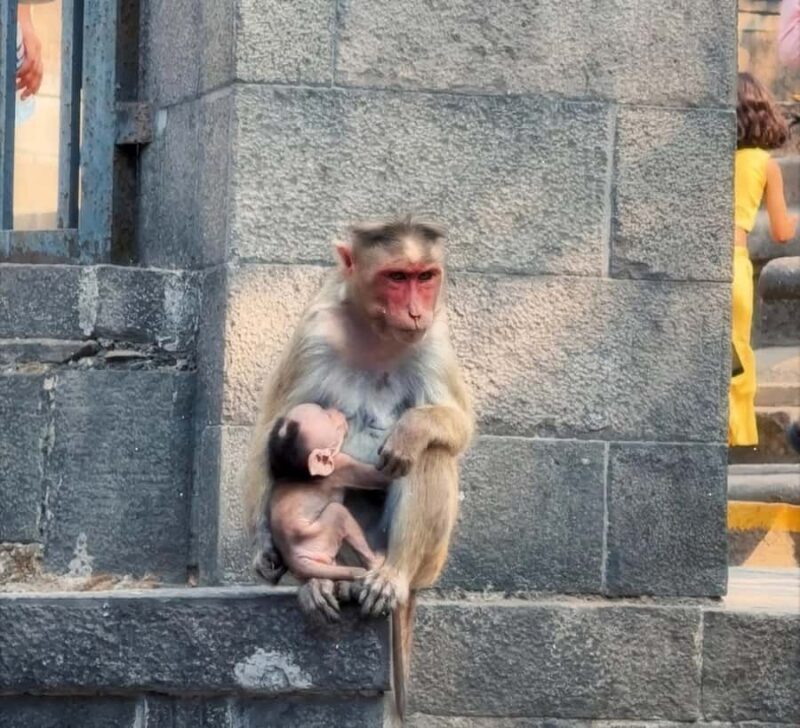 Ajanta & Ellora Caves + Mumbai Highlights 2 Day Private Trip - FAQ