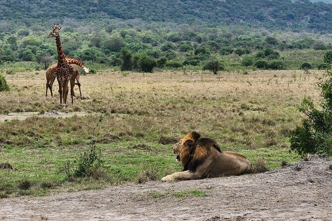 Akagera Safari Ride Share 1 Day Adventure - An Entertaining Day in Akagera: What to Expect