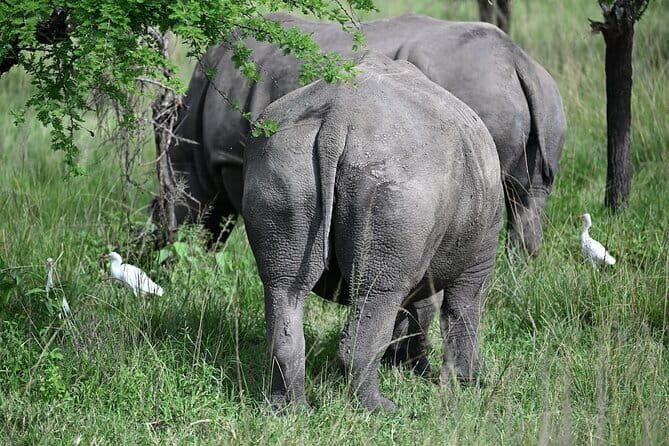Akagera Safari Ride Share 1 Day Adventure - FAQ