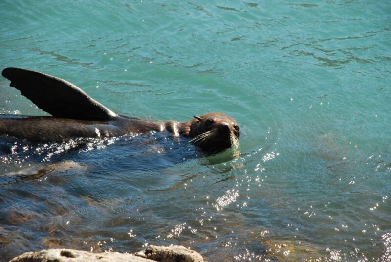 Akaroa: 4WD Safari and Guided Sea-Kayaking Experience - Scenic 4WD Drive to Pohatu Flea Bay