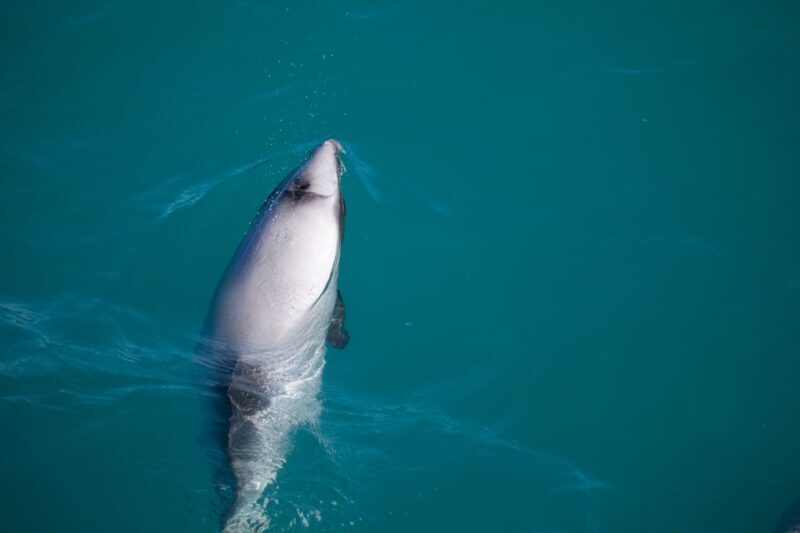 Akaroa: 4WD Safari and Guided Sea-Kayaking Experience - Exploring Pohatu Marine Reserve