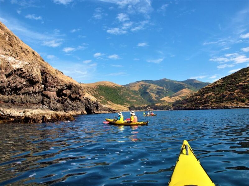 Akaroa: 4WD Safari and Guided Sea-Kayaking Experience - Wildlife Encounters