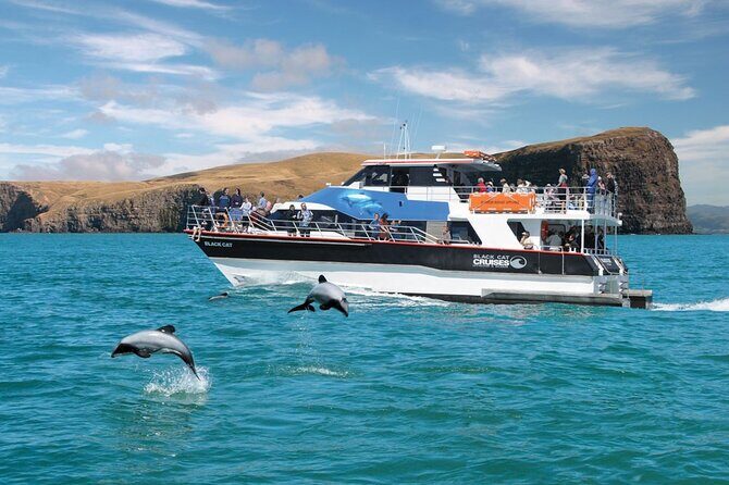 Akaroa Day Tour From Christchurch & Lyttelton - Exploring Akaroa’s Charm and Wildlife Opportunities