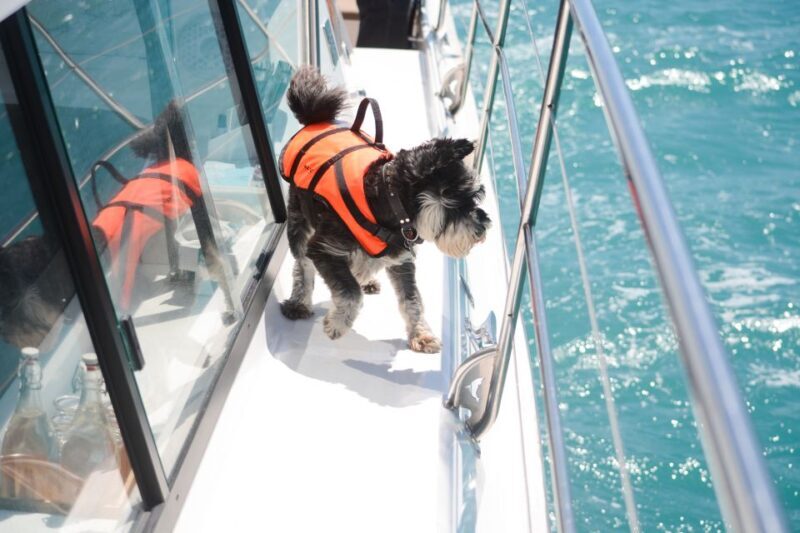 Akaroa: Dolphin Nature Cruise - FAQs
