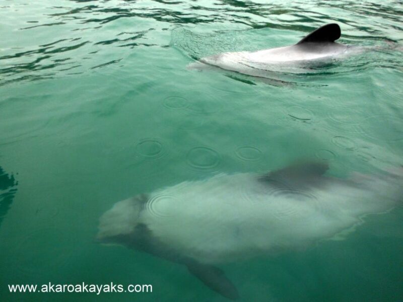 Akaroa: Guided Sunrise Sea Kayaking Tour - Experience Overview and What to Expect
