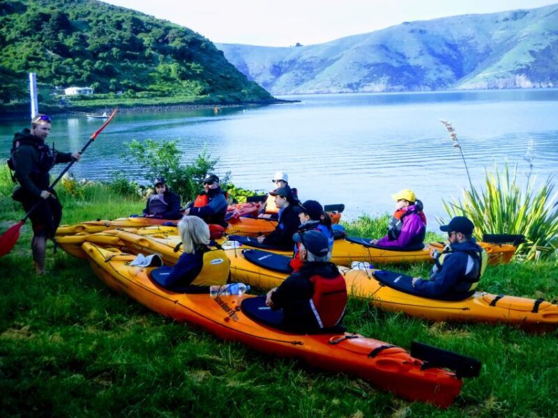 Akaroa: Guided Sunrise Sea Kayaking Tour - In-Depth Breakdown of the Experience