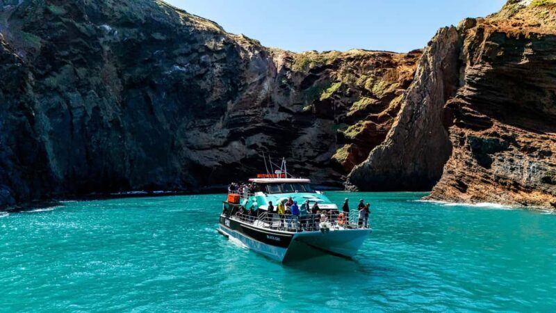 Akaroa Harbour 2-Hour Dolphin Nature Cruise - Key Points