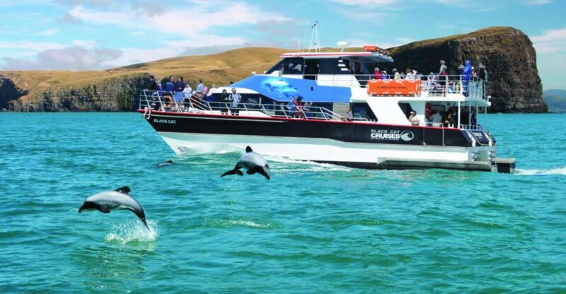 Akaroa Harbour 2-Hour Dolphin Nature Cruise - Introduction: A Well-Balanced Marine Escape