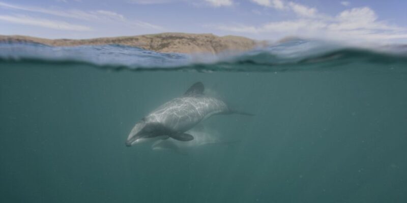 Akaroa Harbour 2-Hour Dolphin Nature Cruise - The Experience for Different Travelers