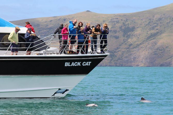 Akaroa Harbour Nature Cruise - What to Expect from the Akaroa Harbour Nature Cruise