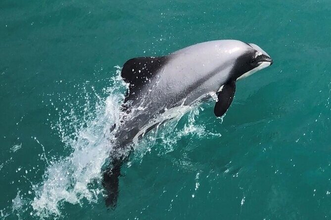 Akaroa Harbour Nature Cruise - Authentic Experiences & Traveler Feedback