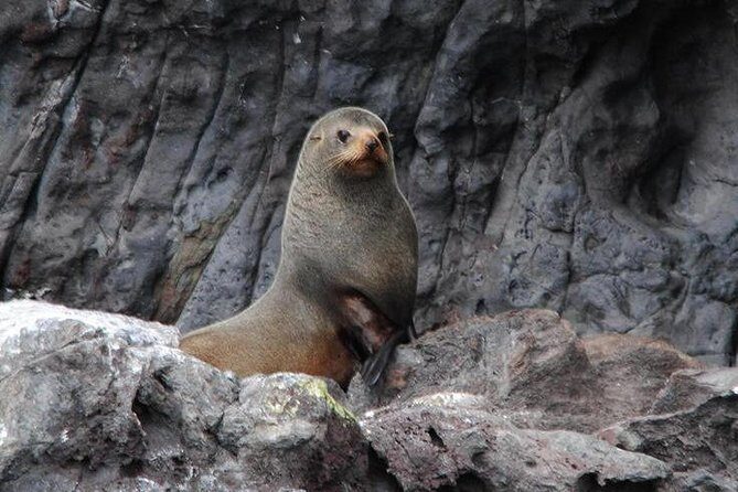 Akaroa Harbour Nature Cruise - The Sum Up: Who Should Consider the Akaroa Harbour Nature Cruise?