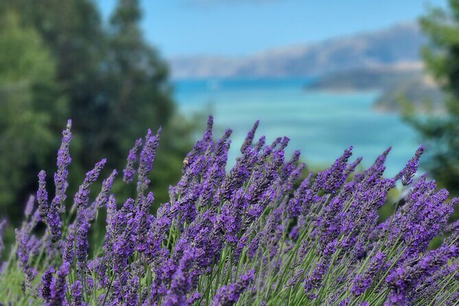 Akaroa Lavender Seasonal Guided Tour Experience - Exploring the Akaroa Lavender Seasonal Guided Tour Experience